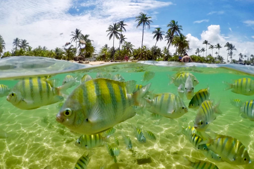 Curiosidades sobre Bahía - WentTrip